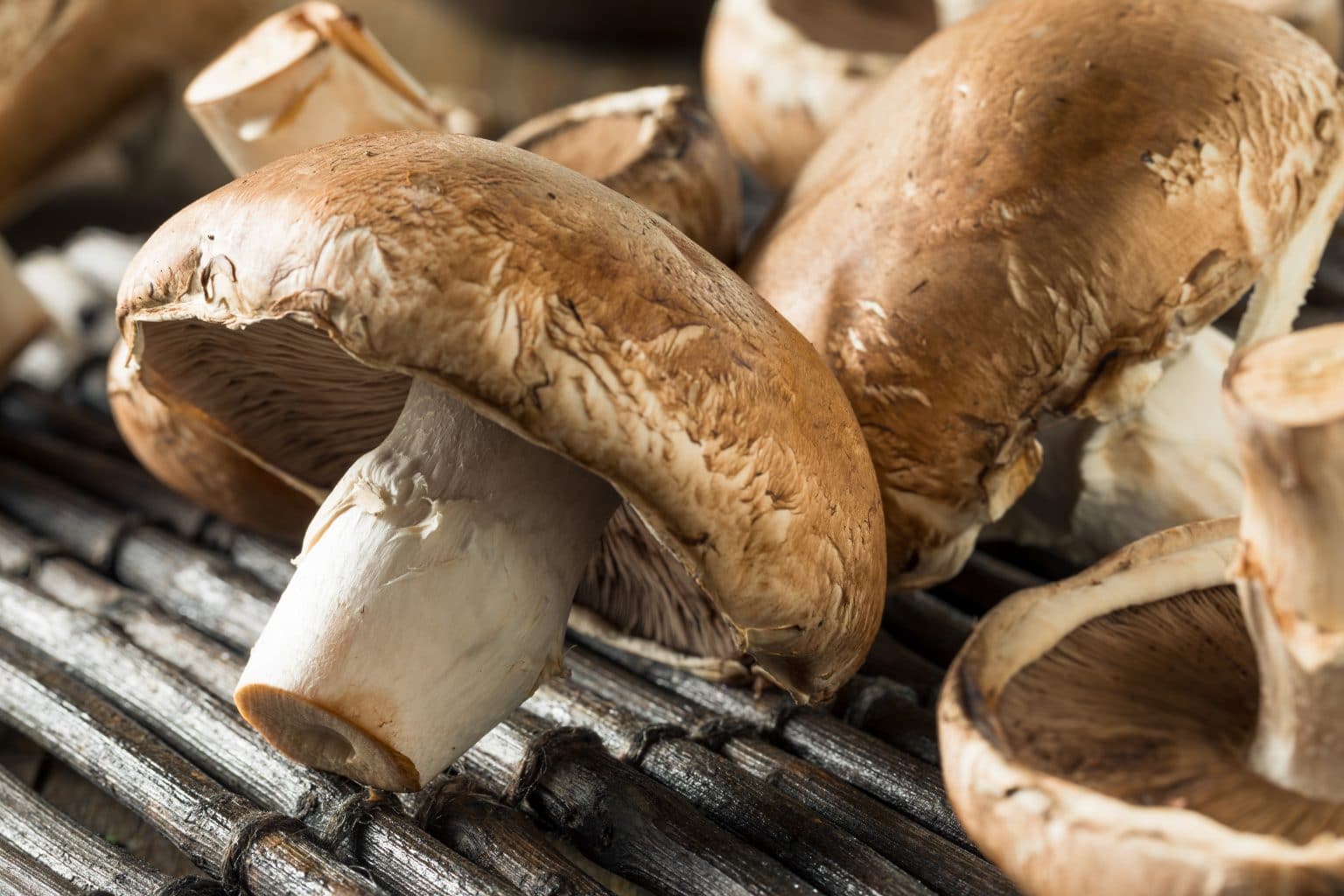 All About Mycelium / Fungi-Based Meats