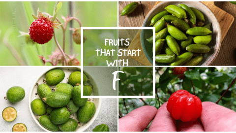 All The Fruits That Start With F
