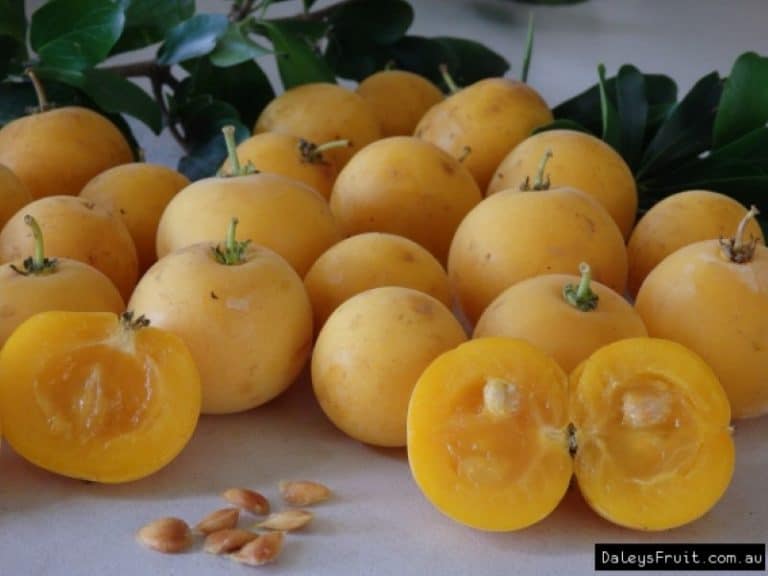 All The Fruits That Start With I