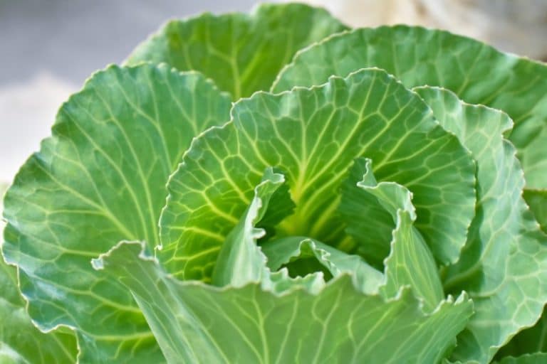 All The Vegetables That Start With C