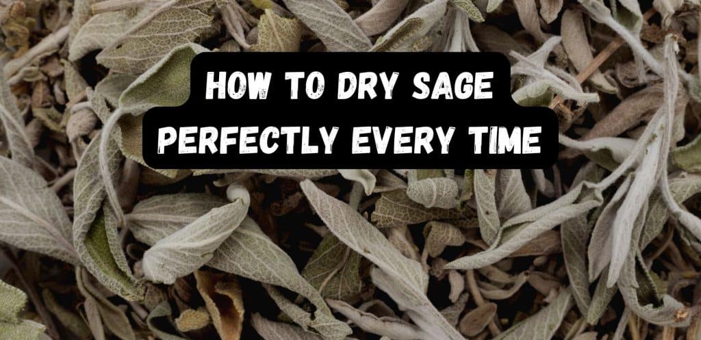 How To Dry Sage Perfectly Every Time